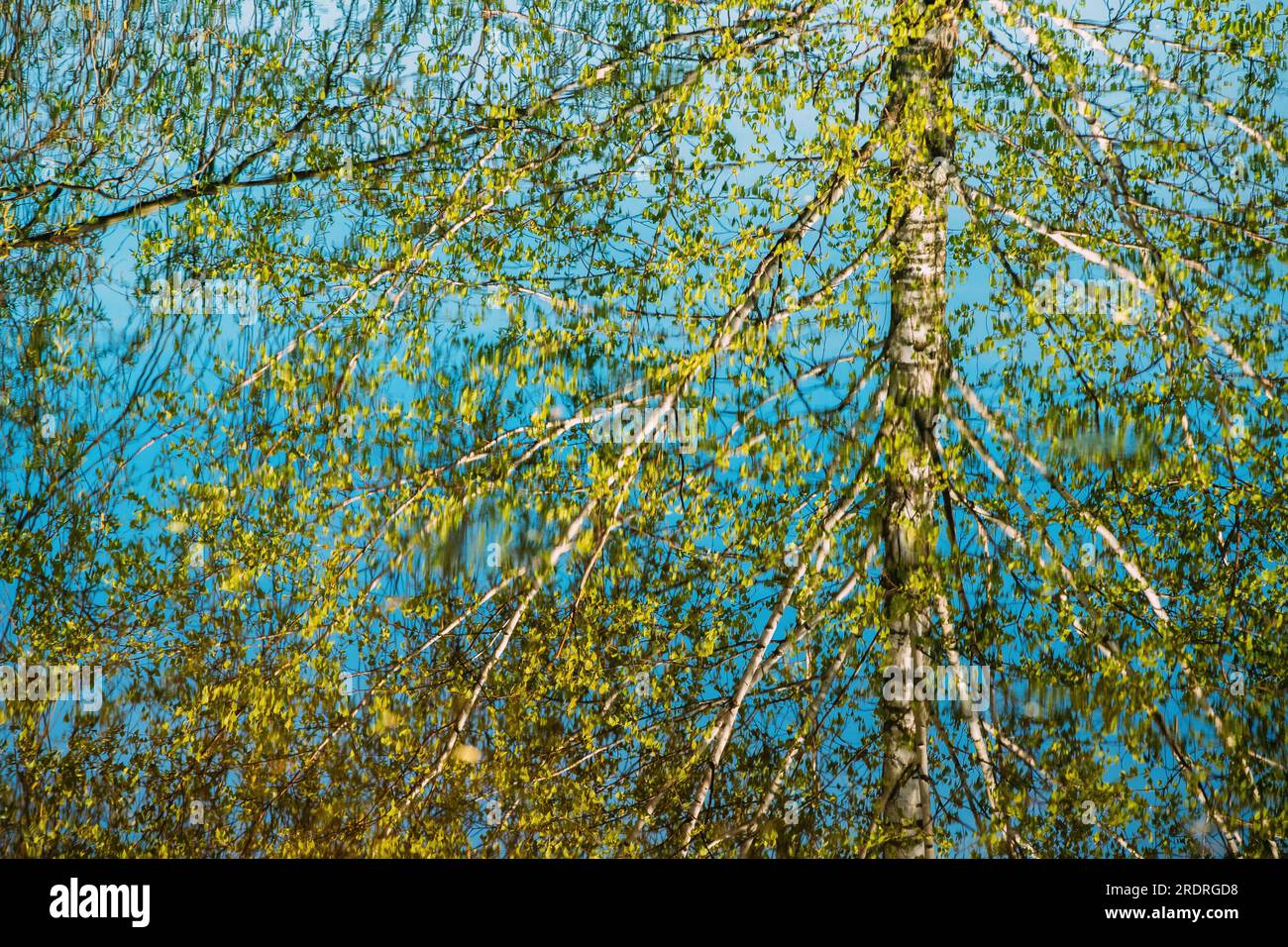 Birch Tree reflected In Water During Spring Flood floodwaters ...
