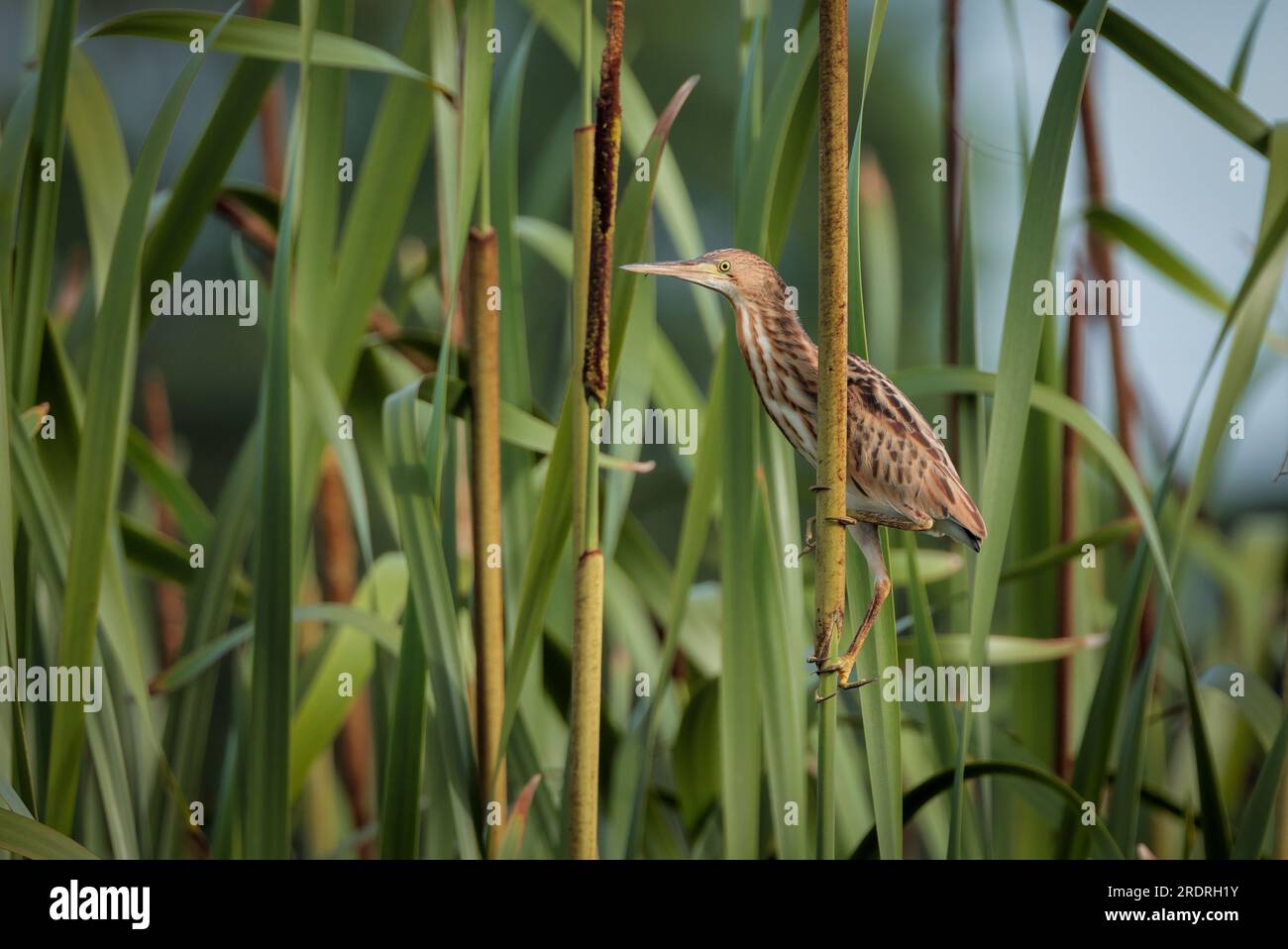 yellow bittern is a small bittern. It is of Old World origins, breeding ...