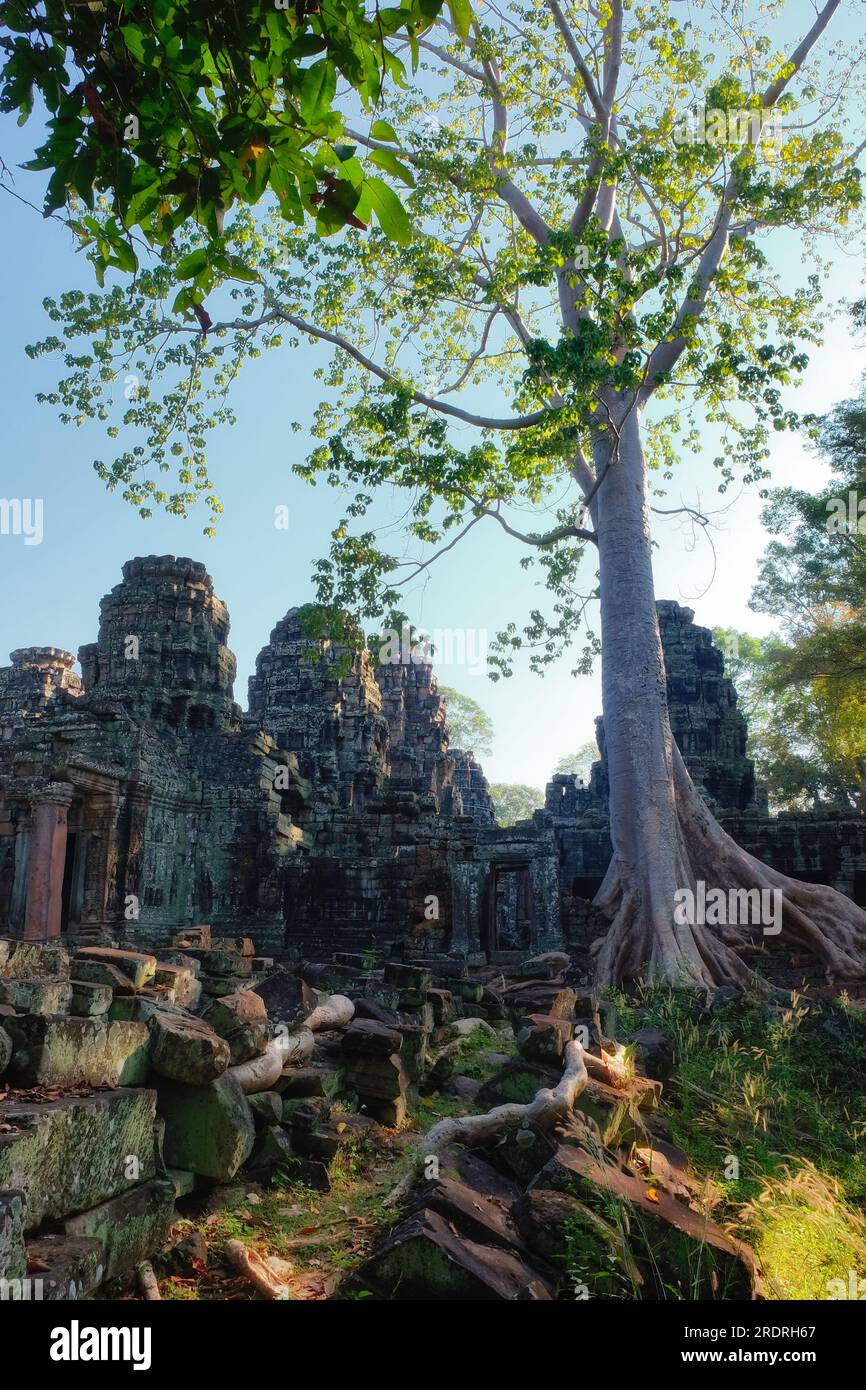 Photograph displaying a huge tropical ficus tree located close to the ...