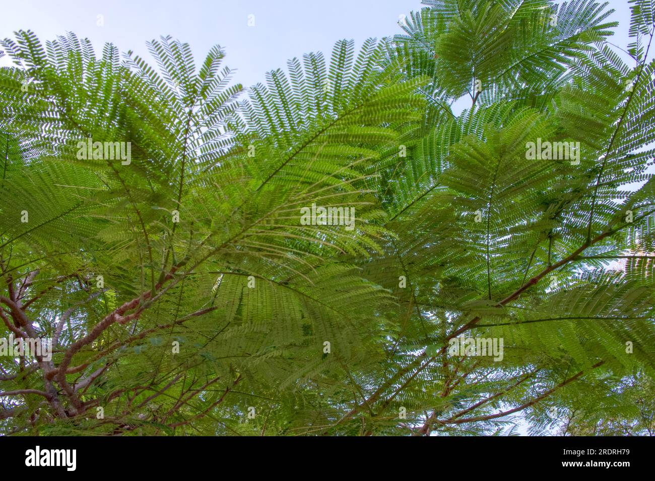 Cha-om or Acacia Pennata or Climbing Wattle green leaves vegetable ...