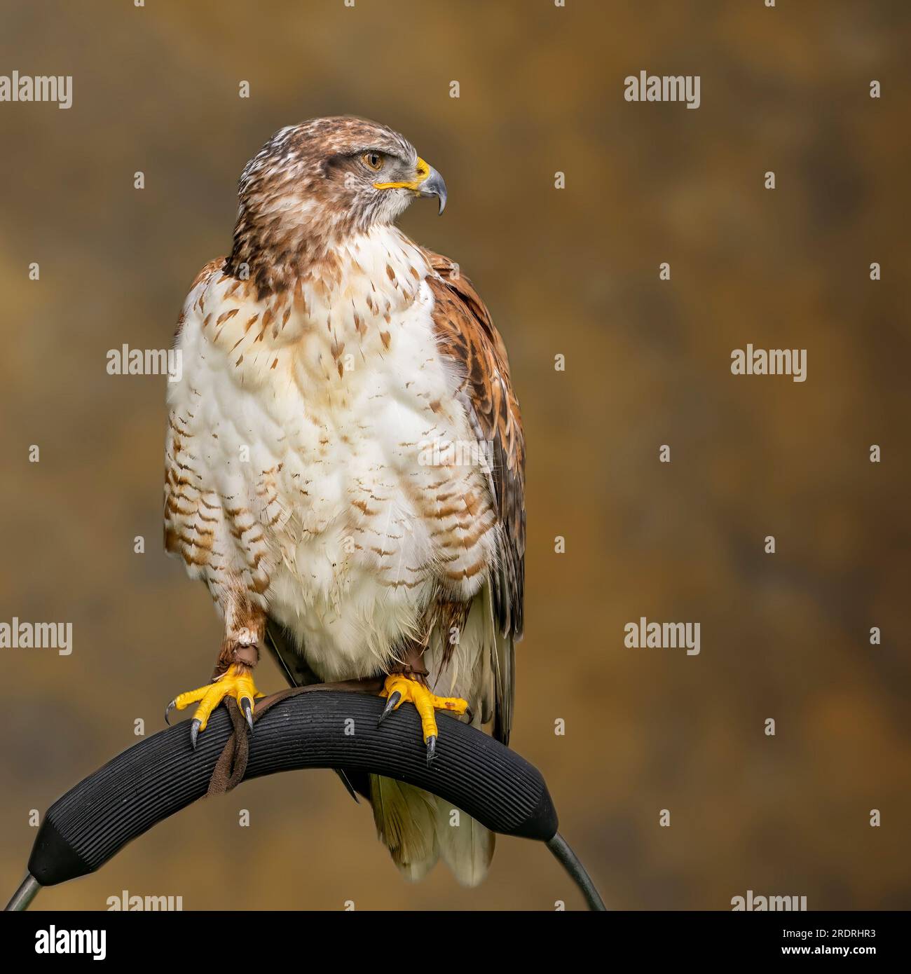 Female Ferruginous Hawk portrait Stock Photo - Alamy