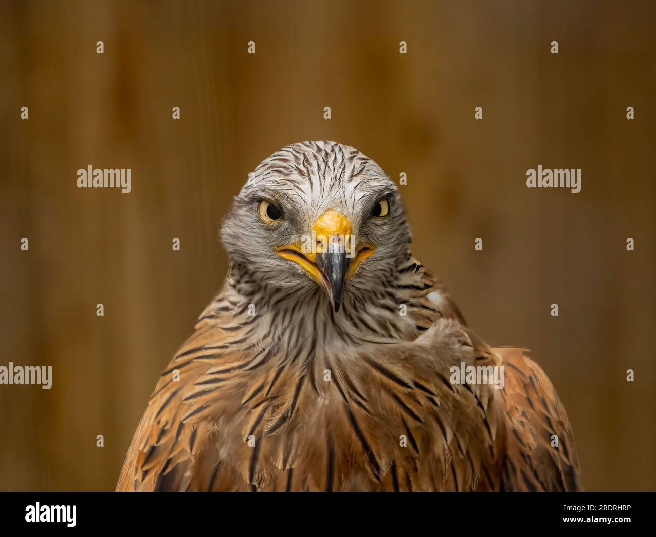Red kite uk perch hi-res stock photography and images - Alamy