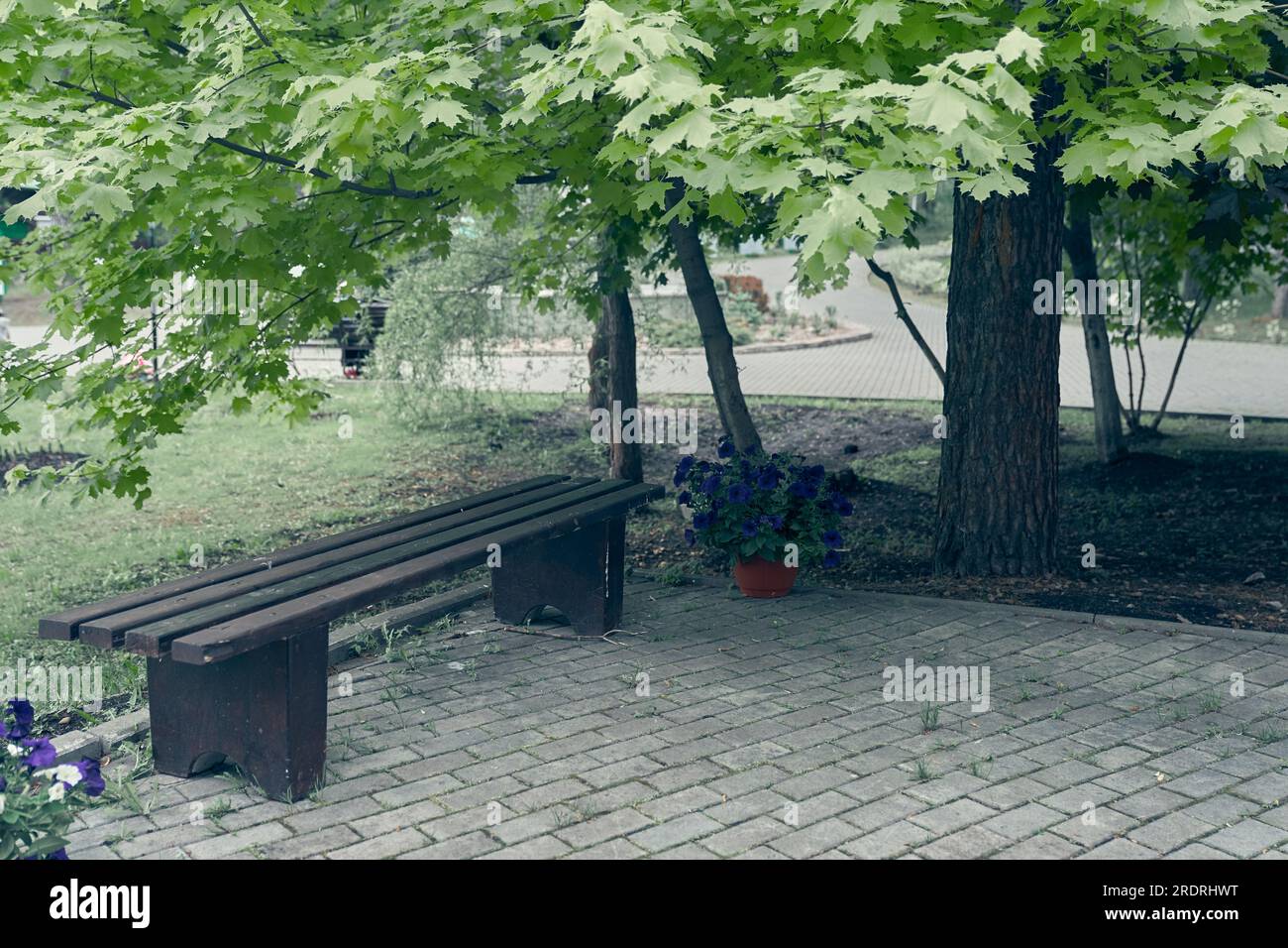 A wooden bench stands on paving slabs under a large maple tree in a ...