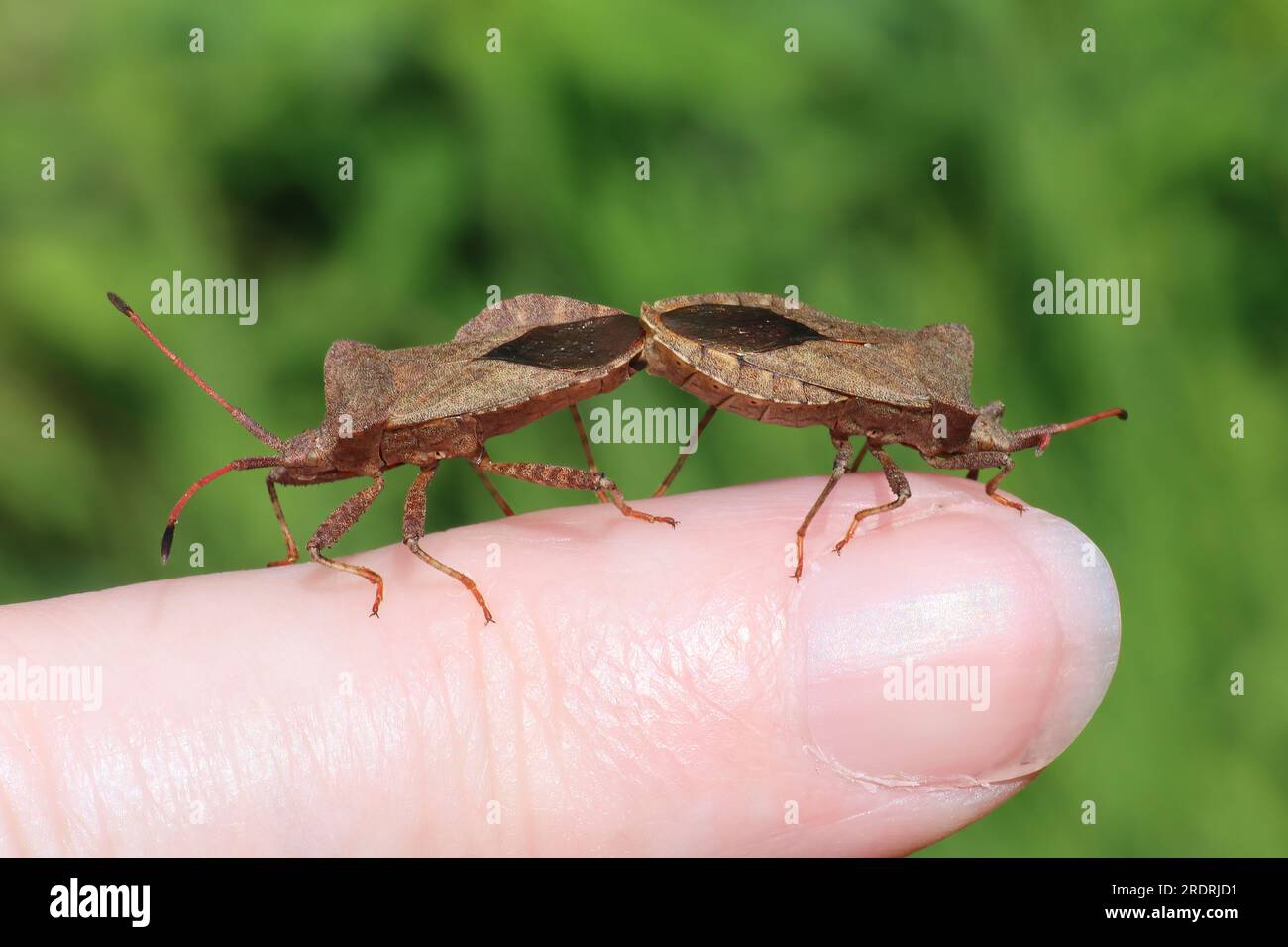 Mating Dock Bugs Coreus marginatus Stock Photo - Alamy