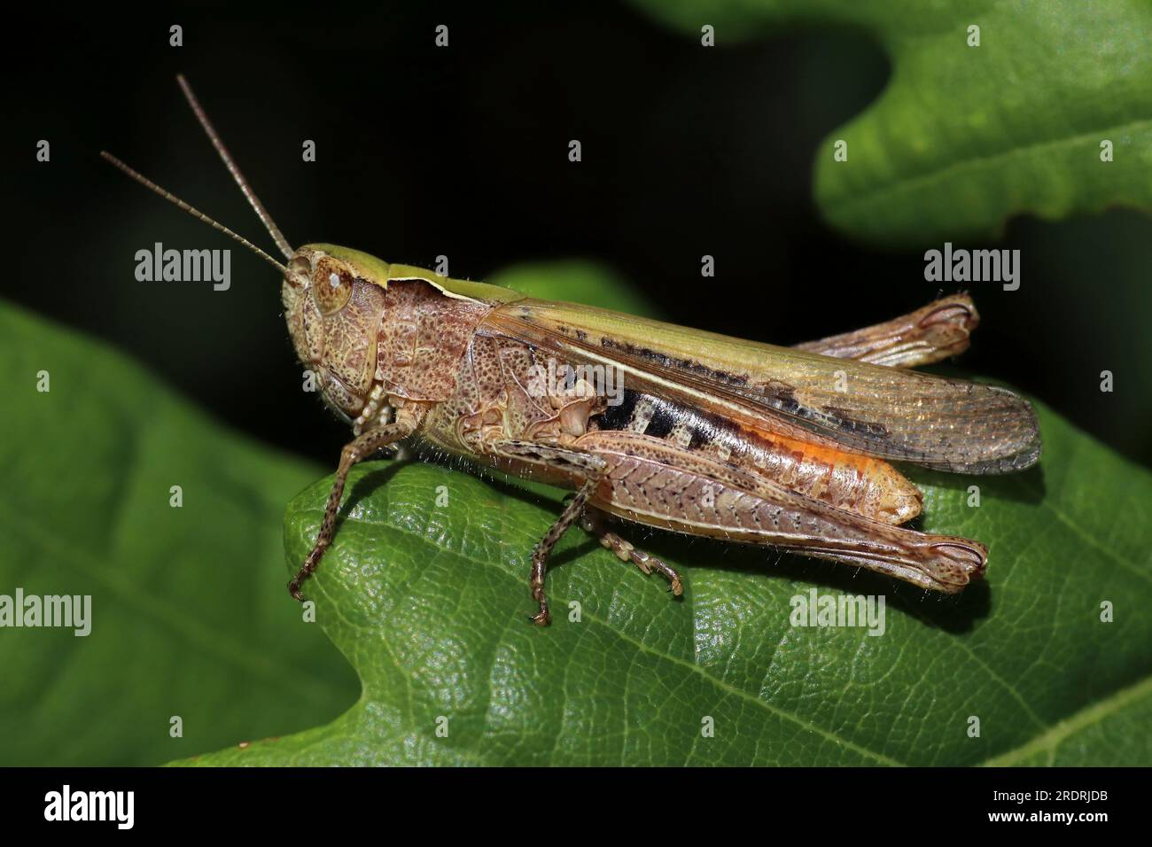 Grasshoppers insects hi-res stock photography and images - Alamy