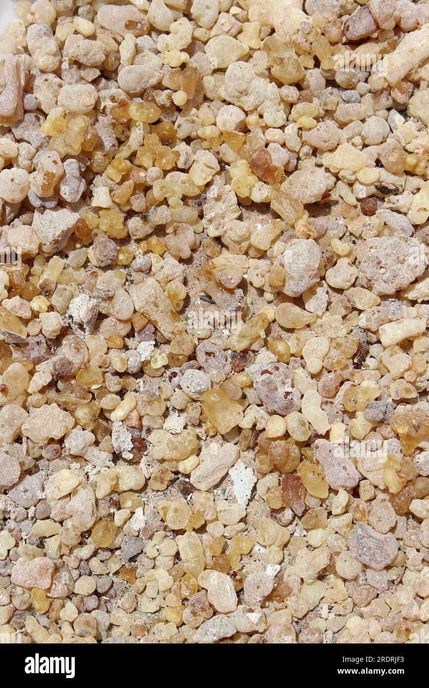 Frankincense tree hi-res stock photography and images - Alamy