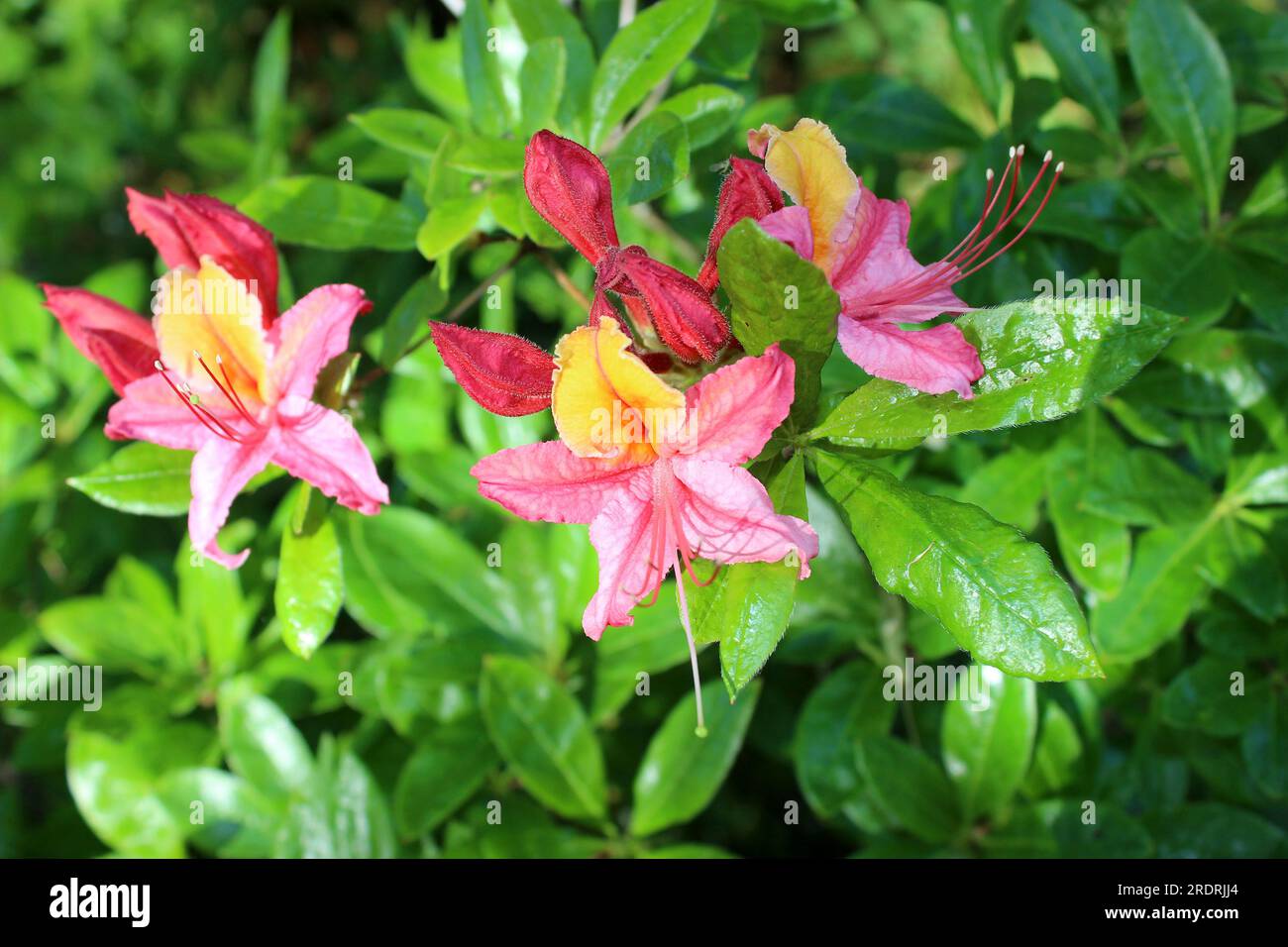 Azalea types hi-res stock photography and images - Alamy