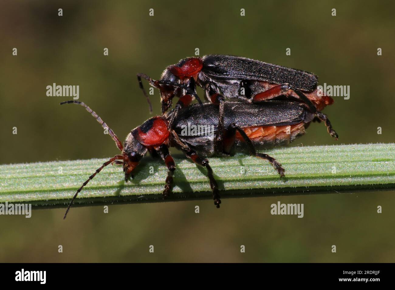 Mating Soldier Beetles Cantharis rustica Stock Photo - Alamy