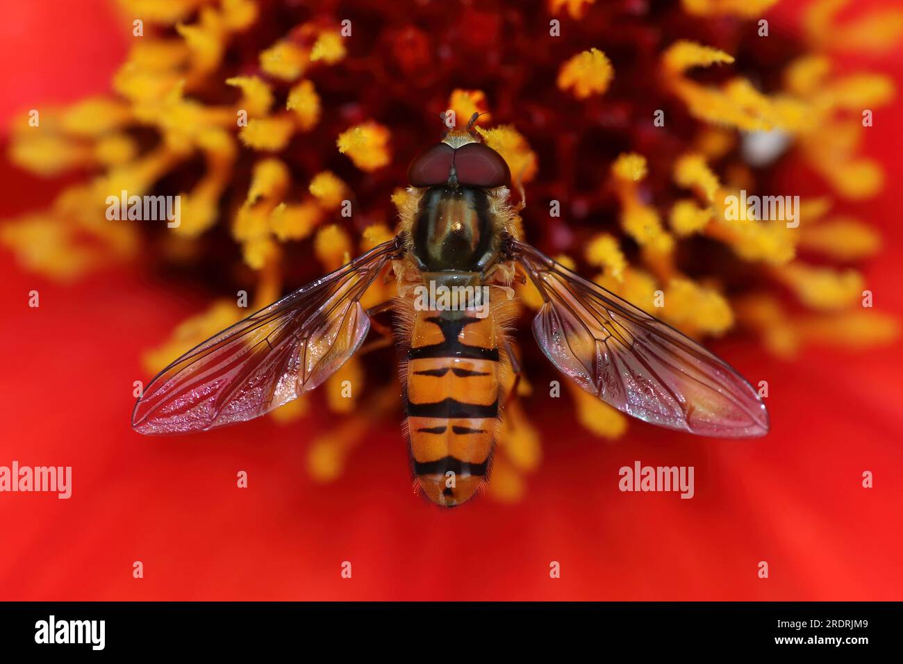 British garden insects hi-res stock photography and images - Alamy