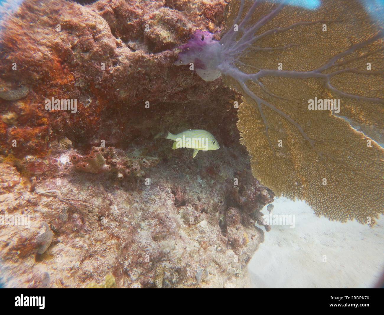 Underwater view of the coral reef of the Florida Keys Stock Photo - Alamy