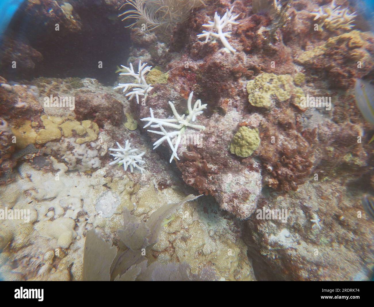 Coral bleaching in the Florida Keys Stock Photo - Alamy