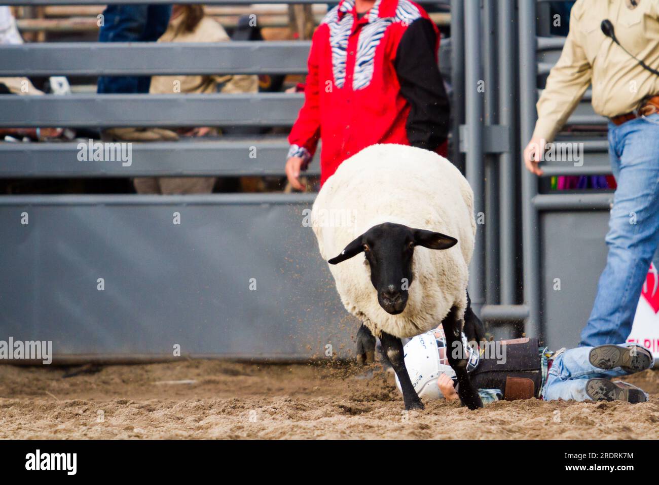 Rodeo mutton bustin hi-res stock photography and images - Alamy