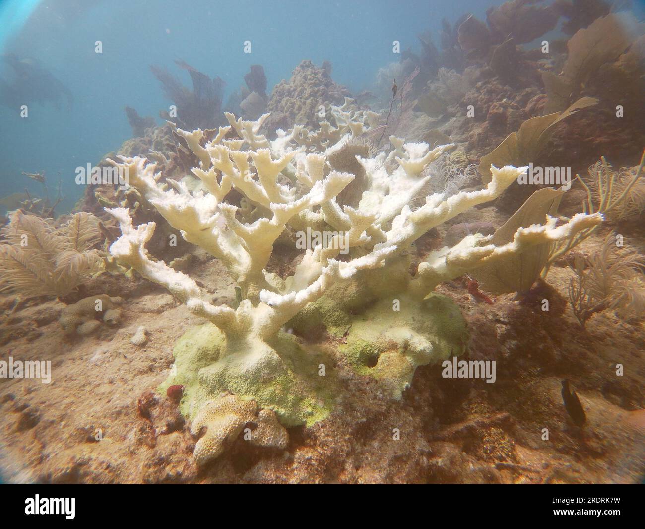 Coral bleaching in the Florida Keys Stock Photo - Alamy