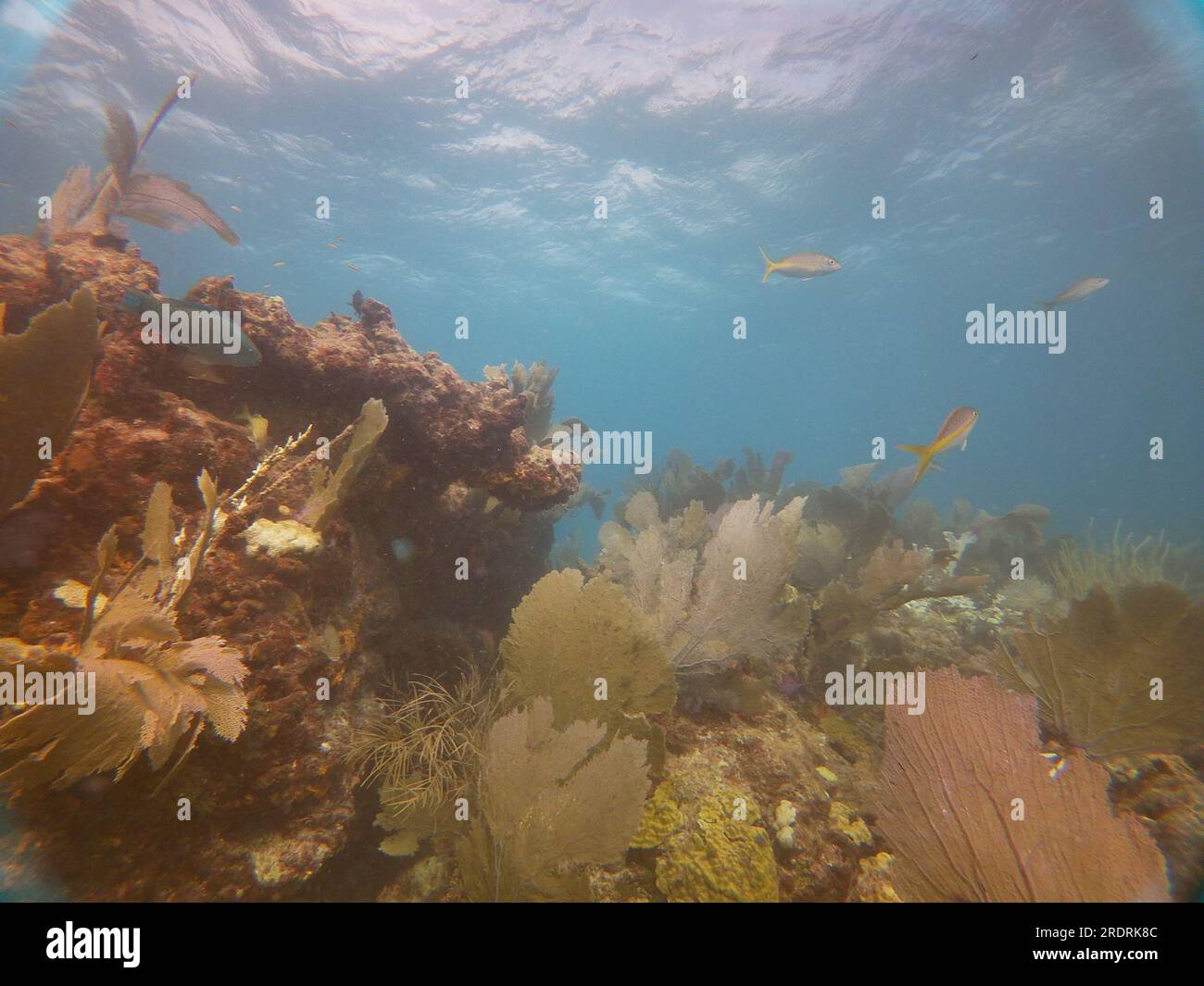 Coral reefs florida keys hi-res stock photography and images - Alamy
