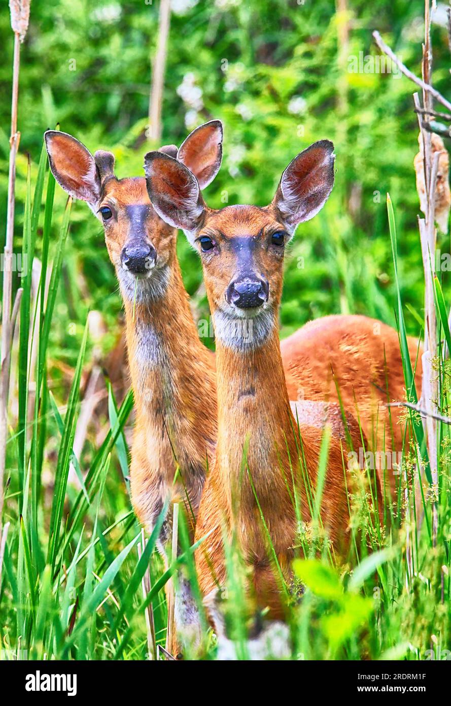 Large deer in white hi-res stock photography and images - Alamy