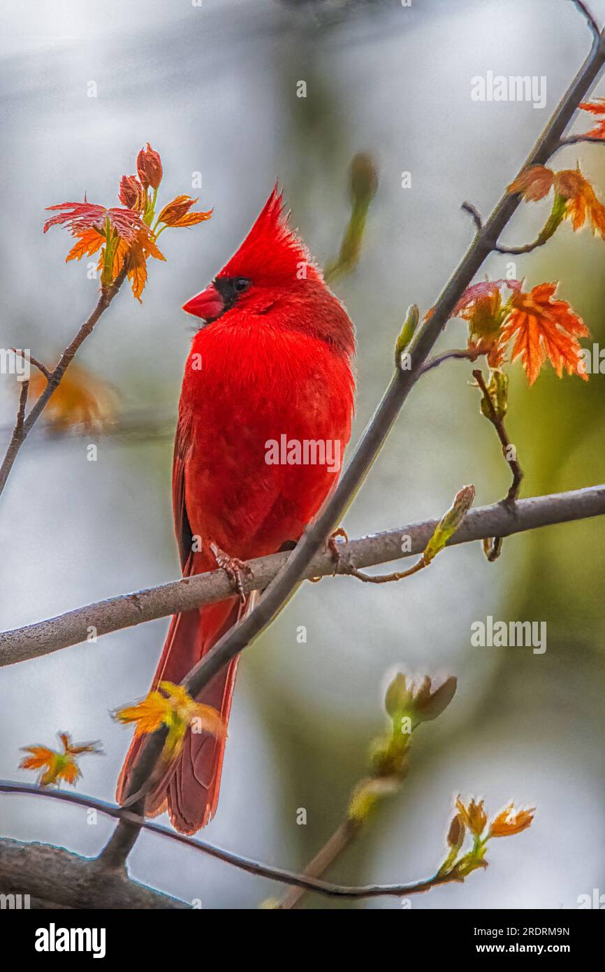 Zoology bird hi-res stock photography and images - Alamy