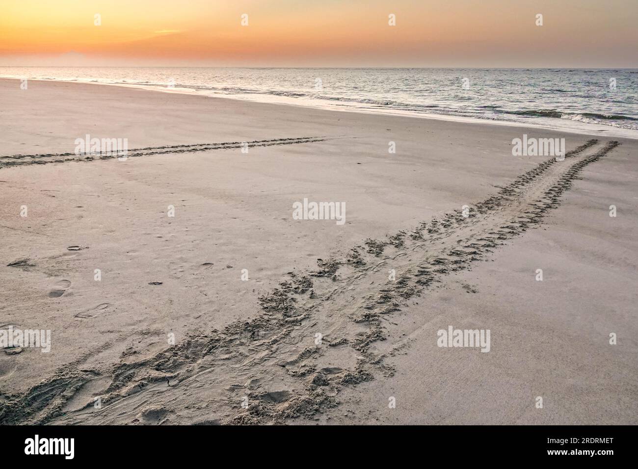 Isle of Palms, United States of America. 23 July, 2023. The tracks left ...