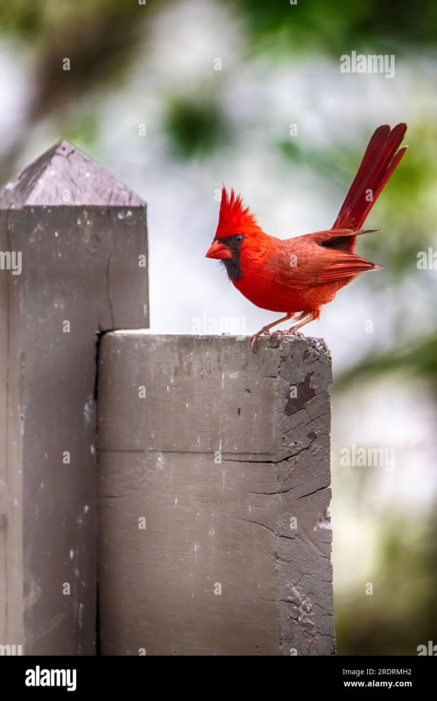 Male cardinal in full hi-res stock photography and images - Alamy