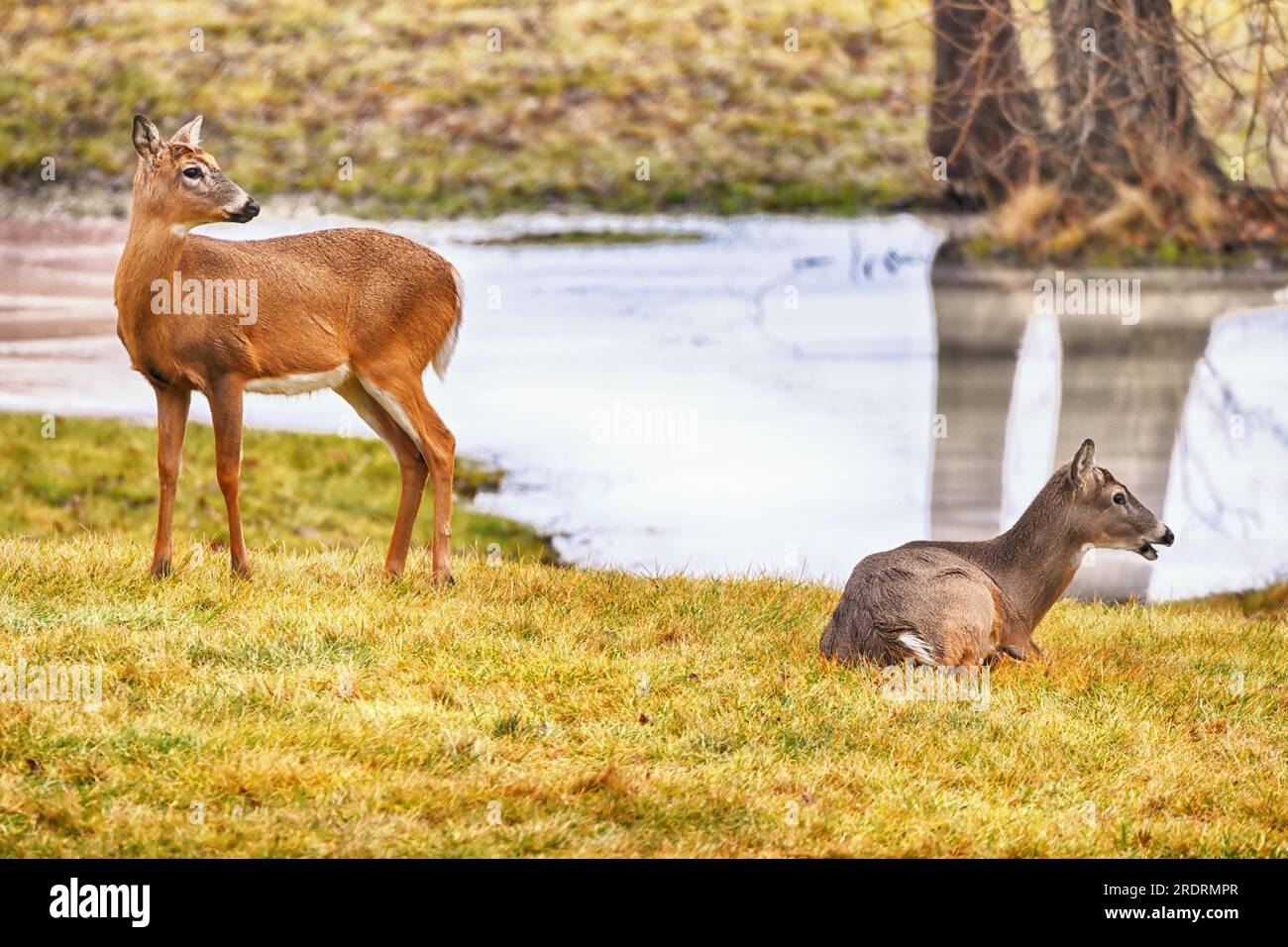 Beautiful White Tailed Deer In The Wild Stock Photo - Alamy