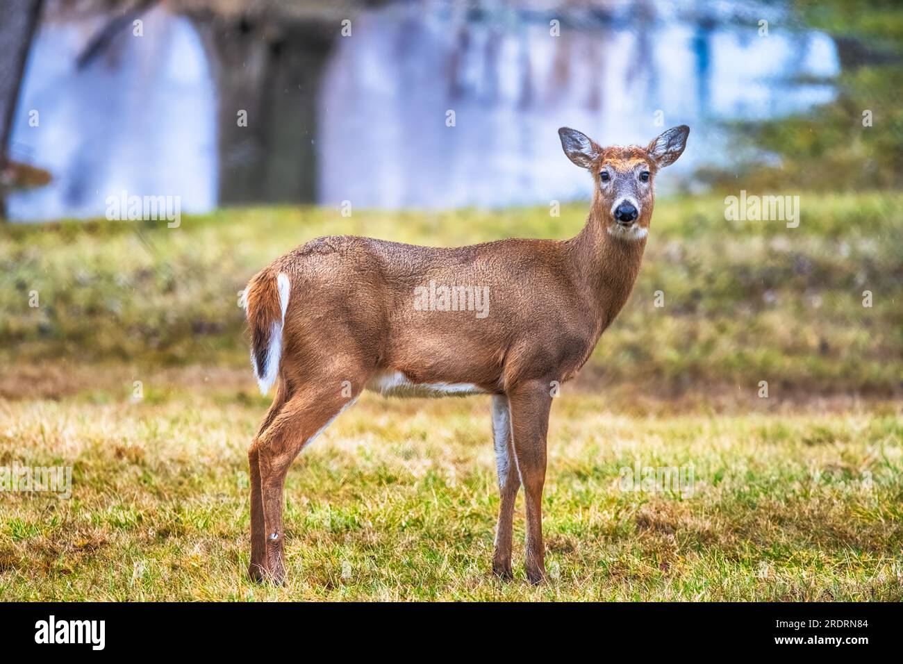 Beautiful White Tailed Deer In The Wild Stock Photo - Alamy