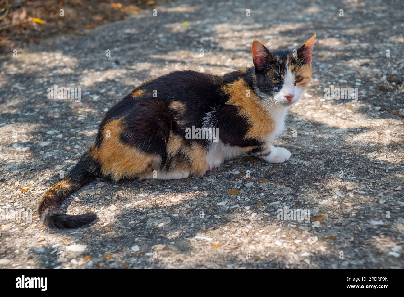 Calico cats hi-res stock photography and images - Alamy