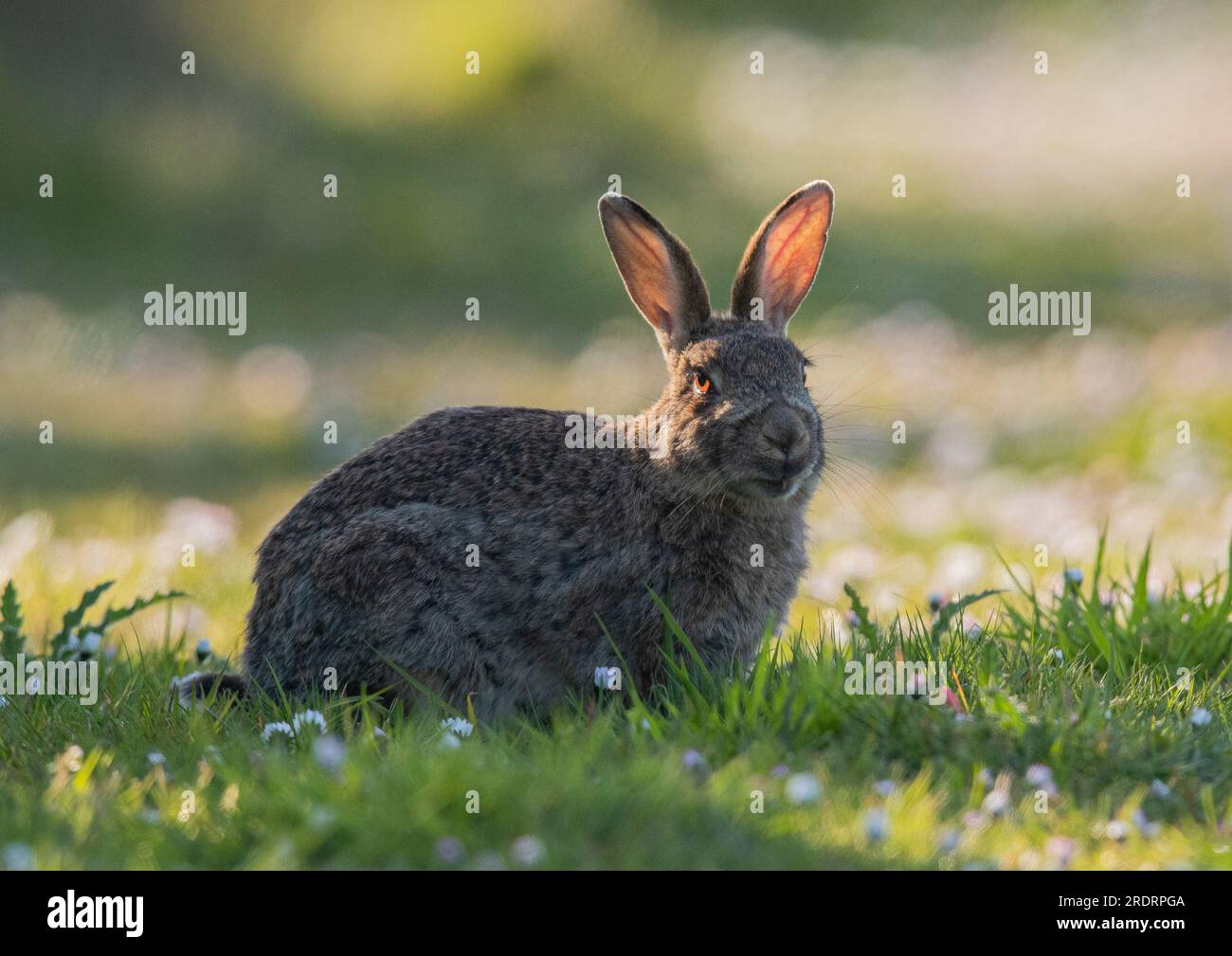 A cute bunny rabbit ( Oryctolagus cuniculus) Sitting in a meadow with ...