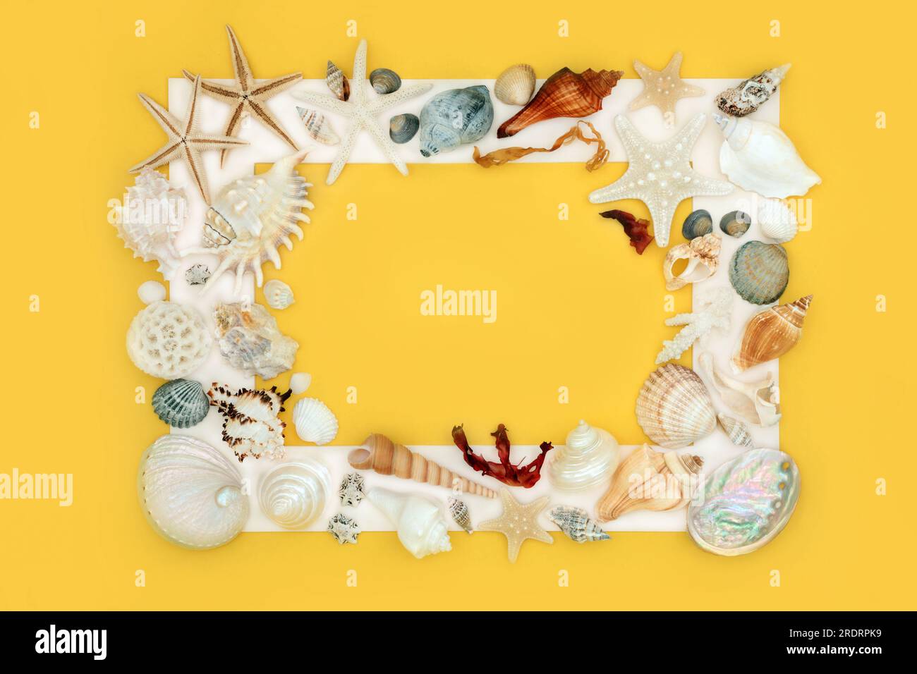 Seashell and seaweed background border with assorted white shells on ...