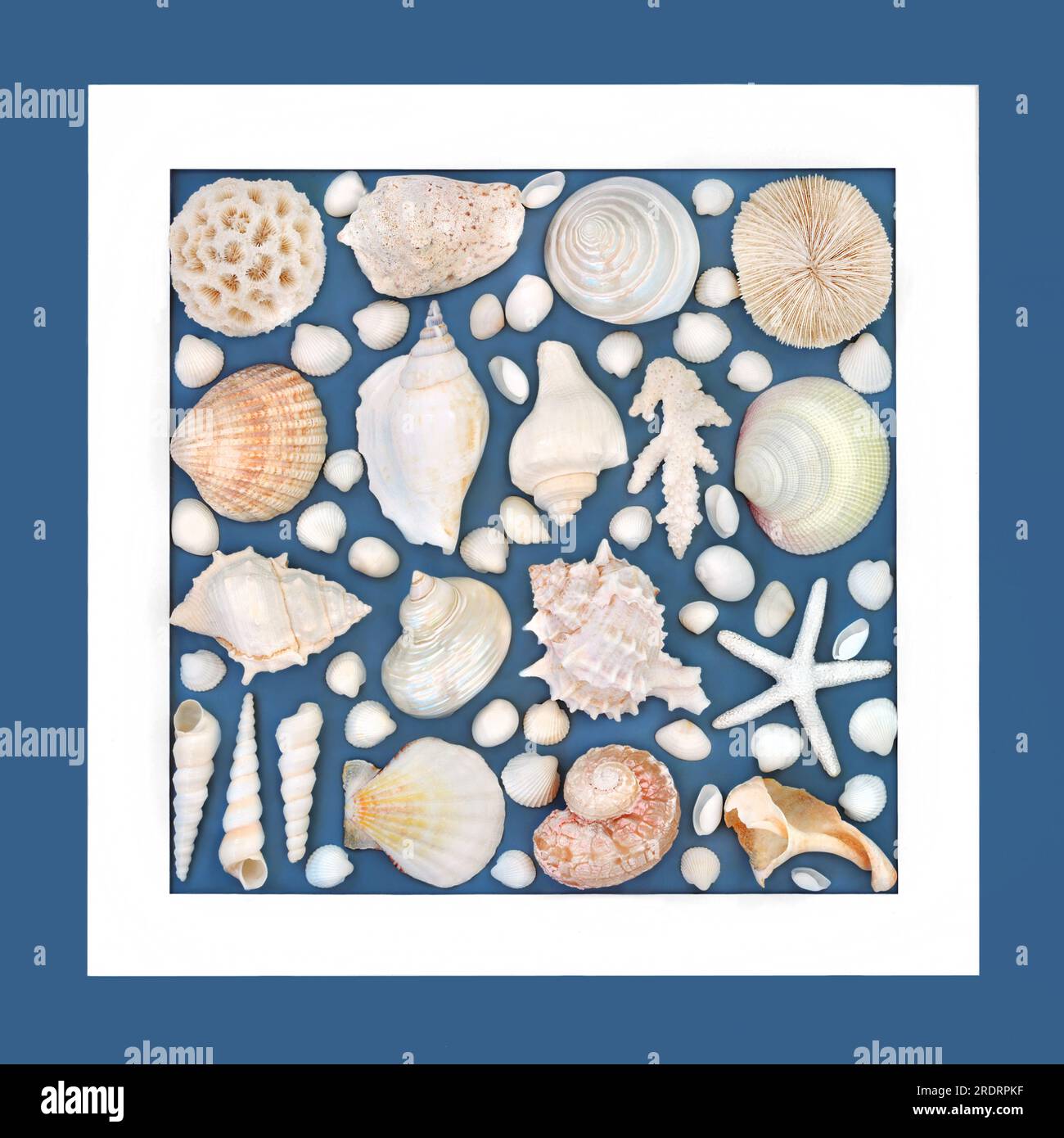 Seashell collection on gray background with white frame. Abstract ...