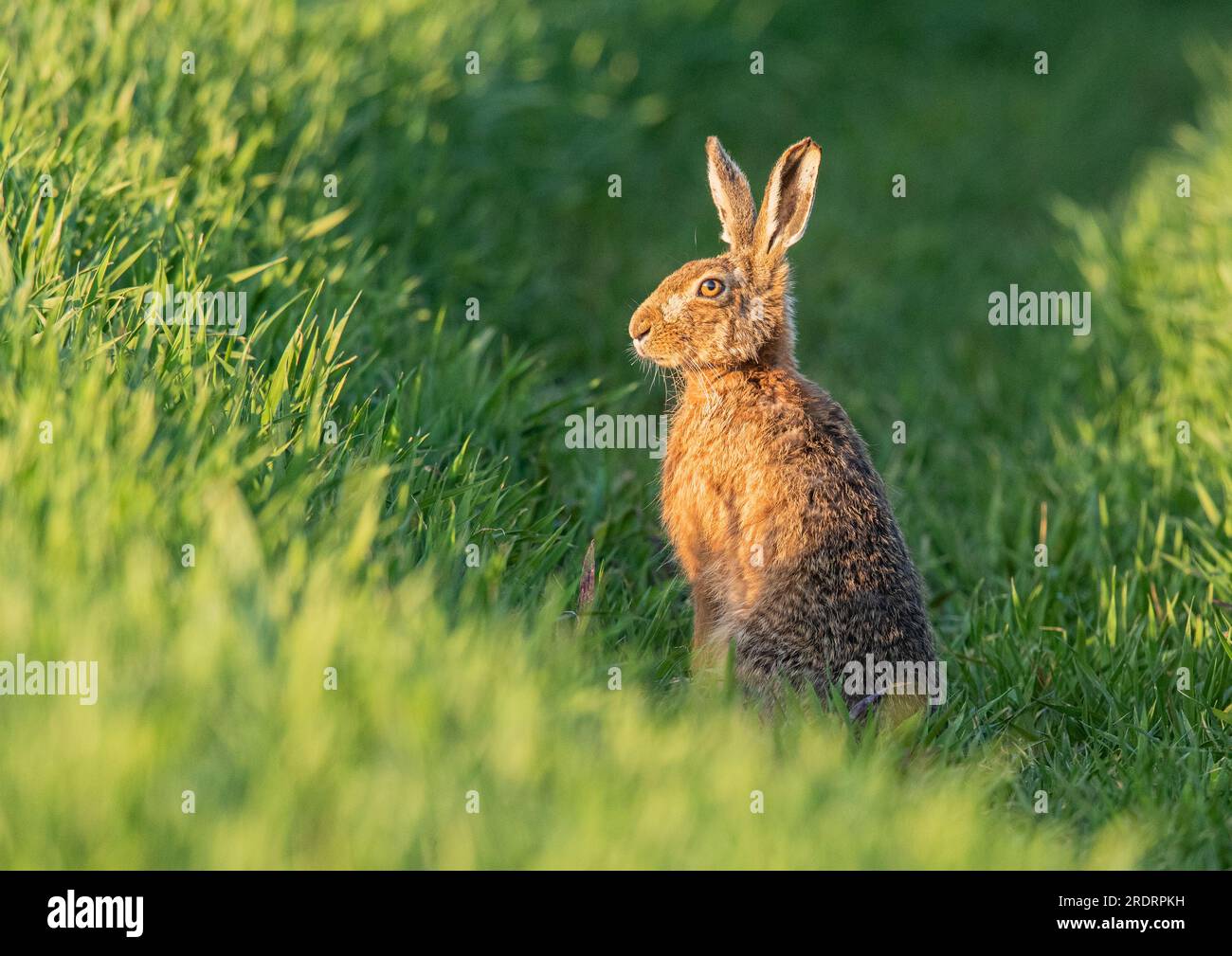 A close up of a wild Brown Hare ( Lepus europaeus) sat in the sunshine ...
