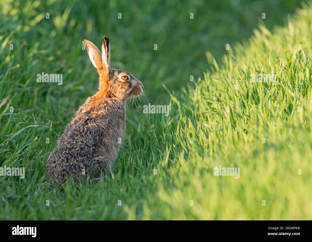 A close up of a wild Brown Hare ( Lepus europaeus) sat in the sunshine ...
