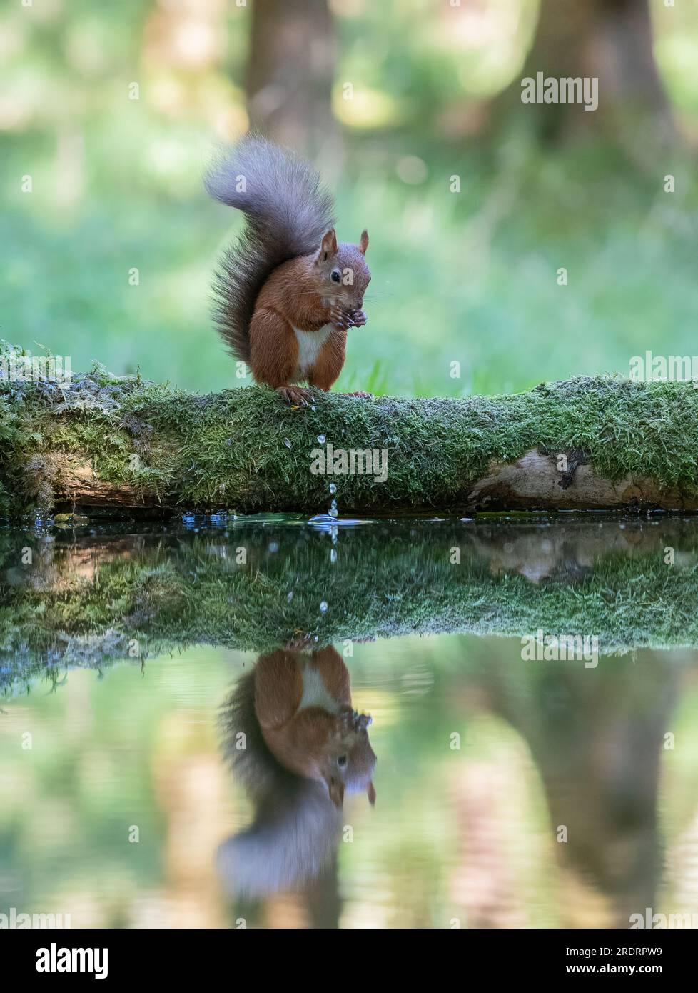 A rare Red squirrel ( Sciurus vulgaris) eatuing on a mossy log with ...