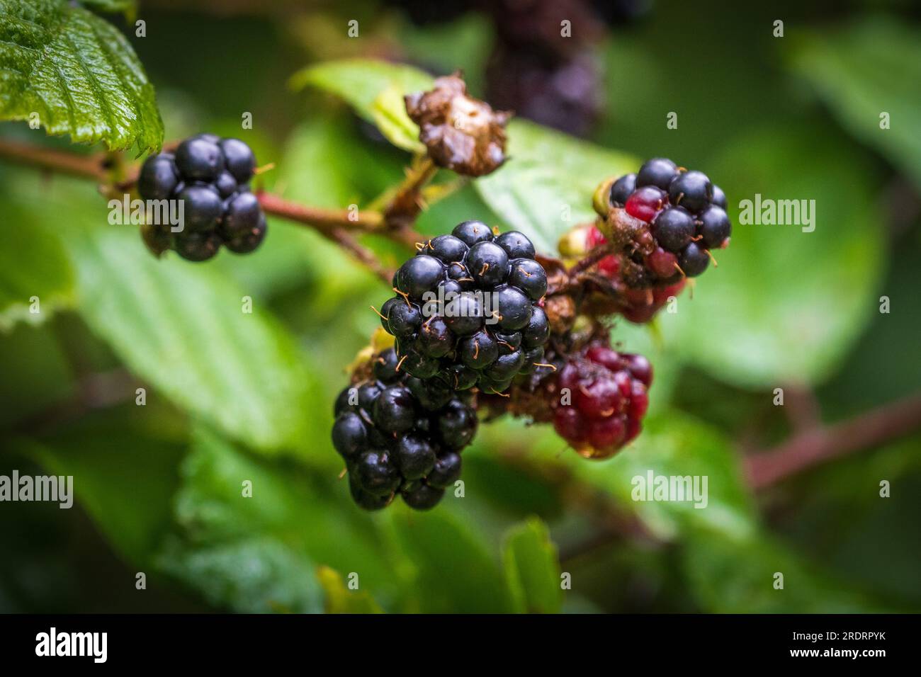 Blackberries bramble rubus fruticosus hi-res stock photography and ...