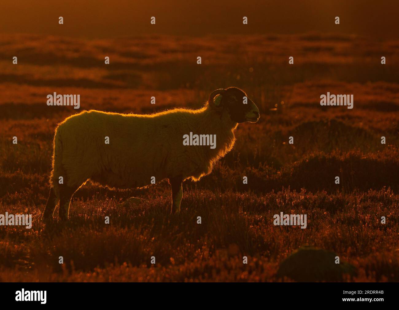 Fleece on fire- A naturally back lit sheep glowing in the early morning ...