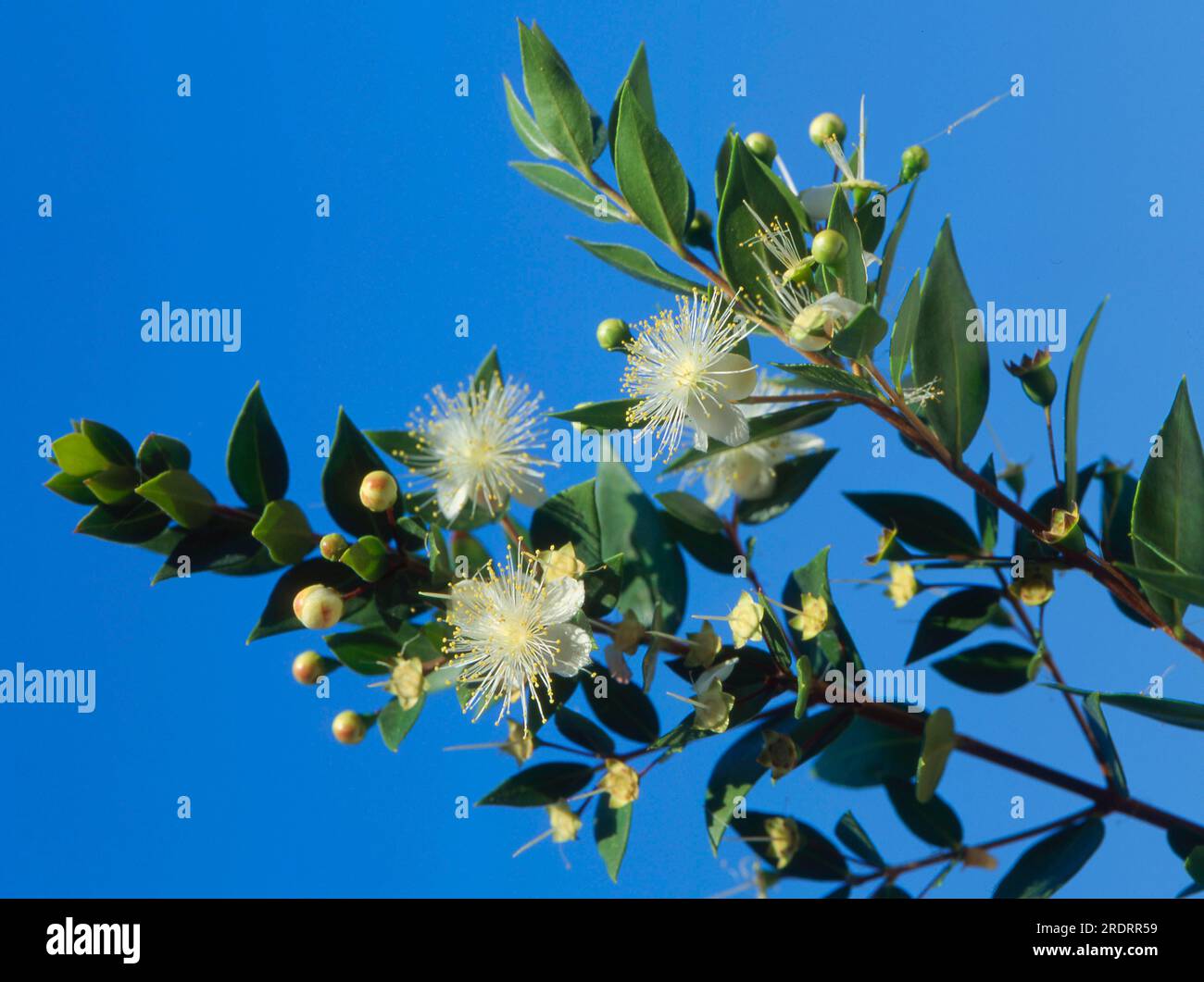 Myrtle myrtus communis hi-res stock photography and images - Alamy