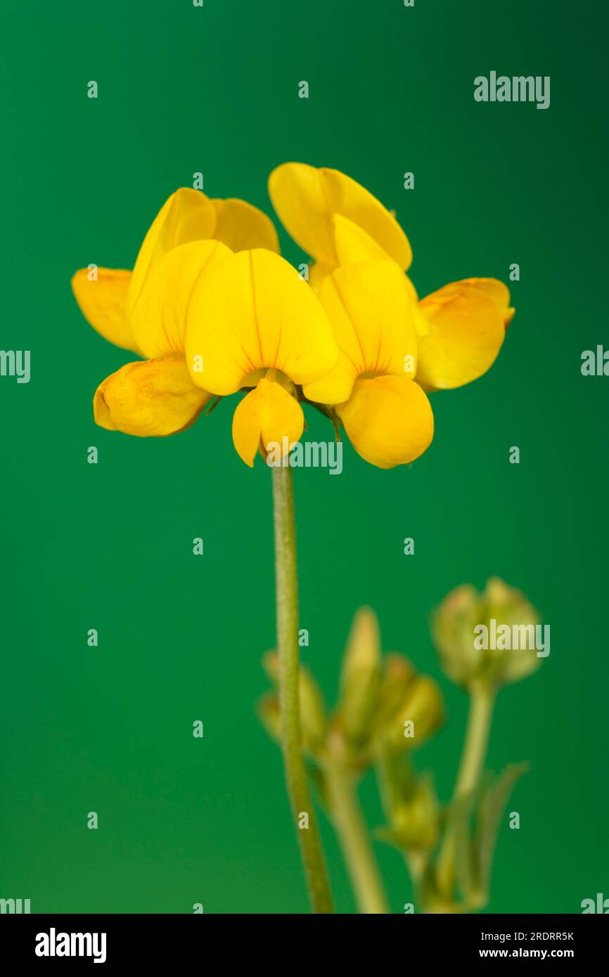 Slender Bird's-foot-trefoil, flower ing, plant, botany..., bird's-foot ...