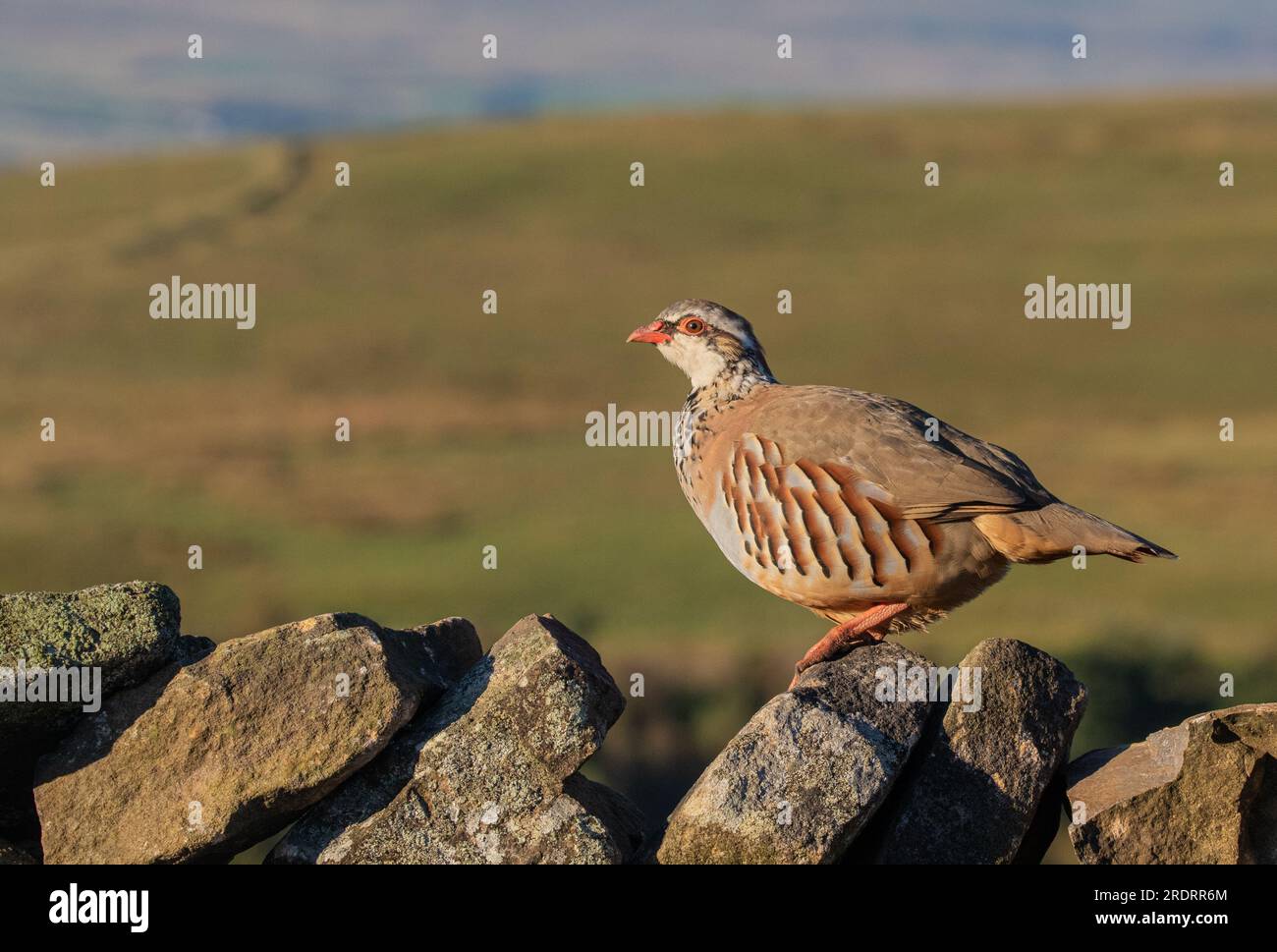 A French Red Legged Partridge on a dry stone wall against a back drop ...