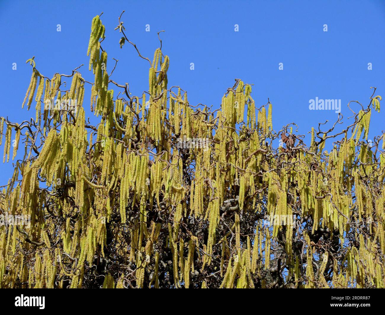 Common hazel (Corylus avellana), hazel bush, common hazel Stock Photo ...