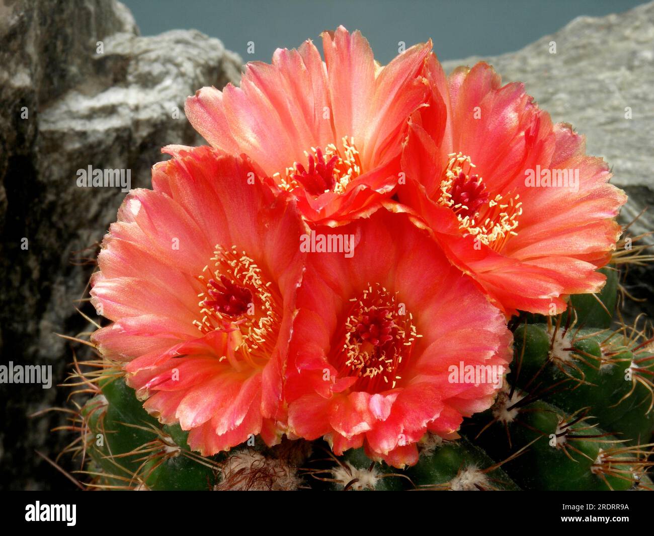 Notocactus ottonis hi-res stock photography and images - Alamy
