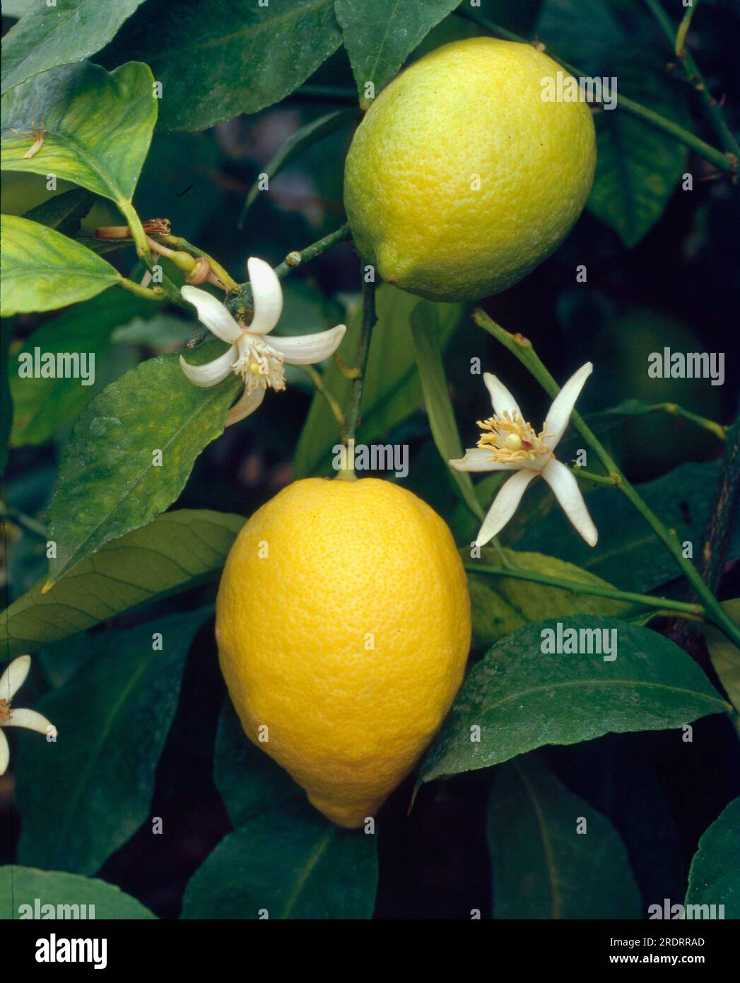 Lemon (Citrus x limon), lemon or lime Stock Photo - Alamy