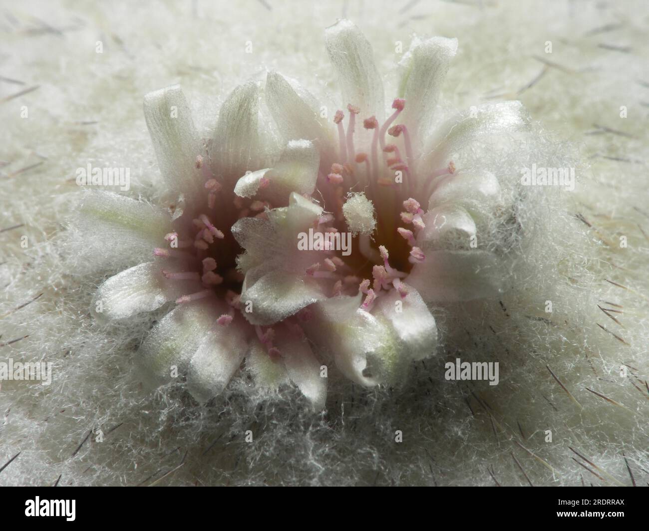 Huasteca flower hi-res stock photography and images - Alamy
