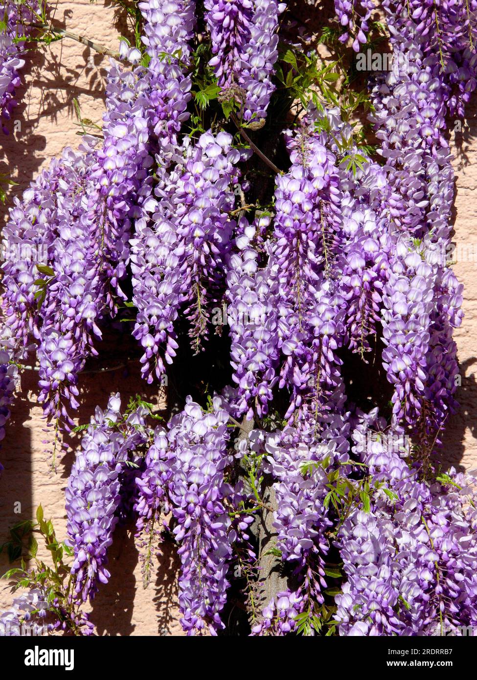 Glizinia flowering, wisterias (Wisteria), wisteria, wistaria, wisteria, wisteria, wisteria ...