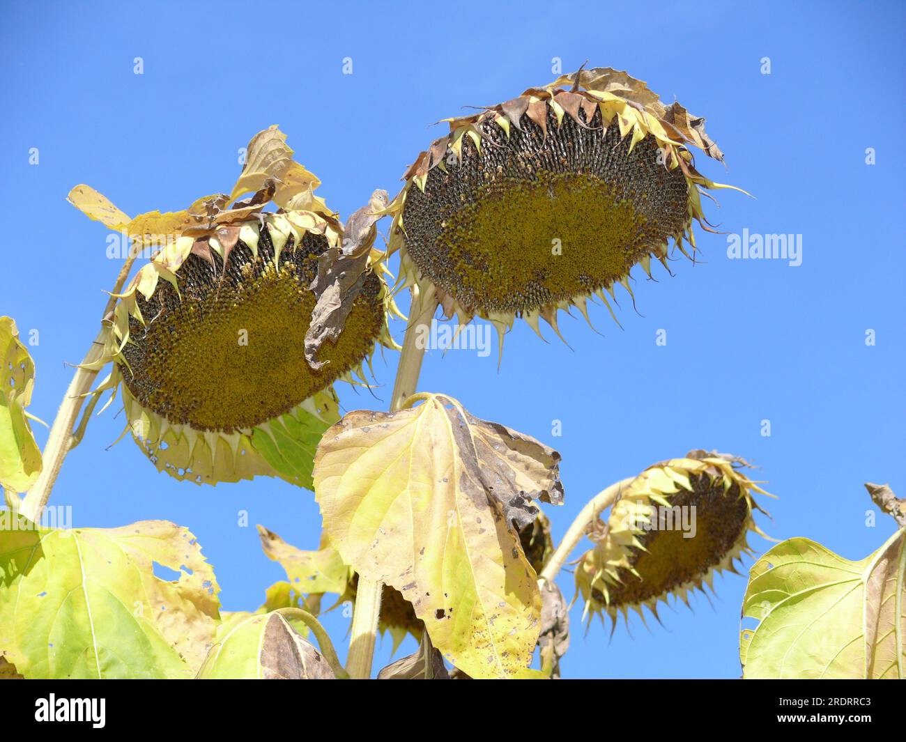 Sunflower (Helianthus annuus) Sunflower field burnt, faded Stock Photo ...