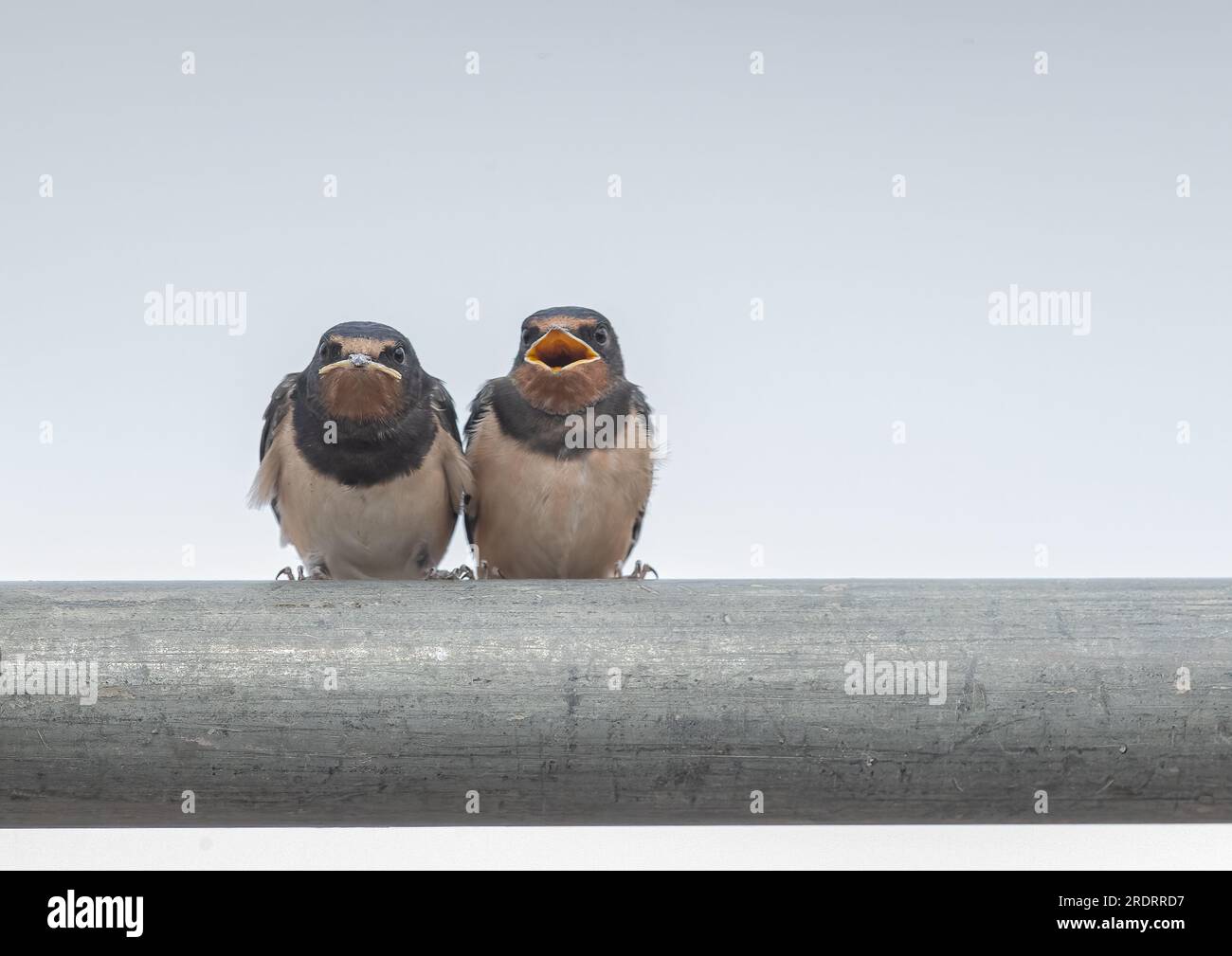 Agile beaks open hi-res stock photography and images - Alamy