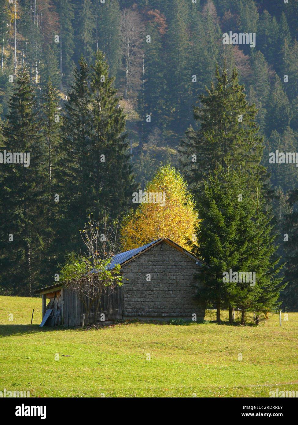 Tannheimer Tal in Austria, hut with group of trees in autumn Stock ...
