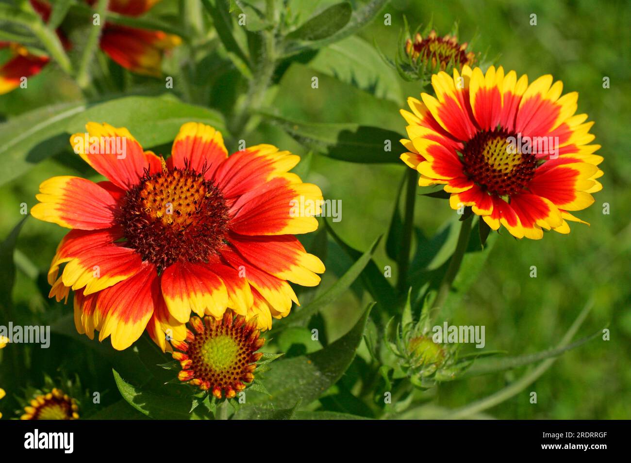Gaillardia x grandiflora kobold hi-res stock photography and images - Alamy
