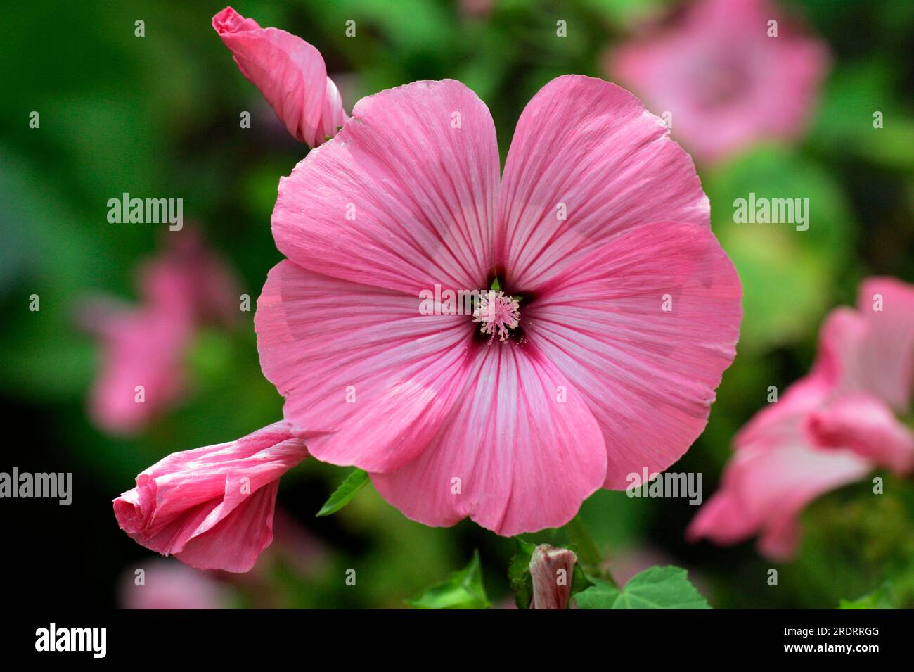 Tree Mallow 'Silver annual mallow (Lavatera trimestris Stock Photo - Alamy