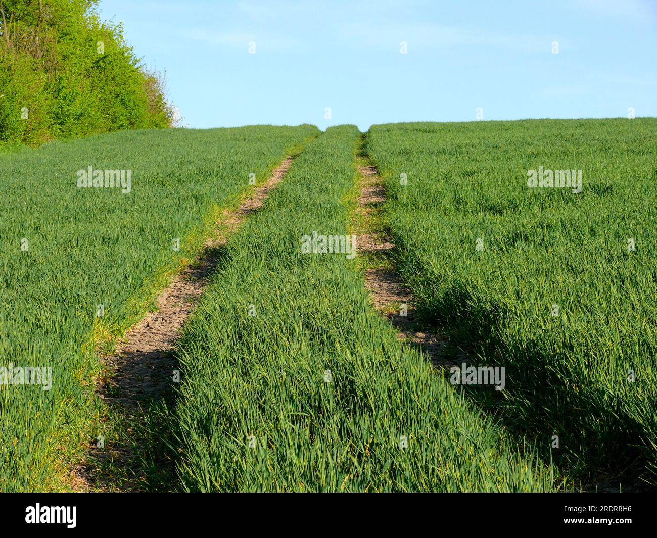 Field path, wagon tracks, tractor track Stock Photo - Alamy