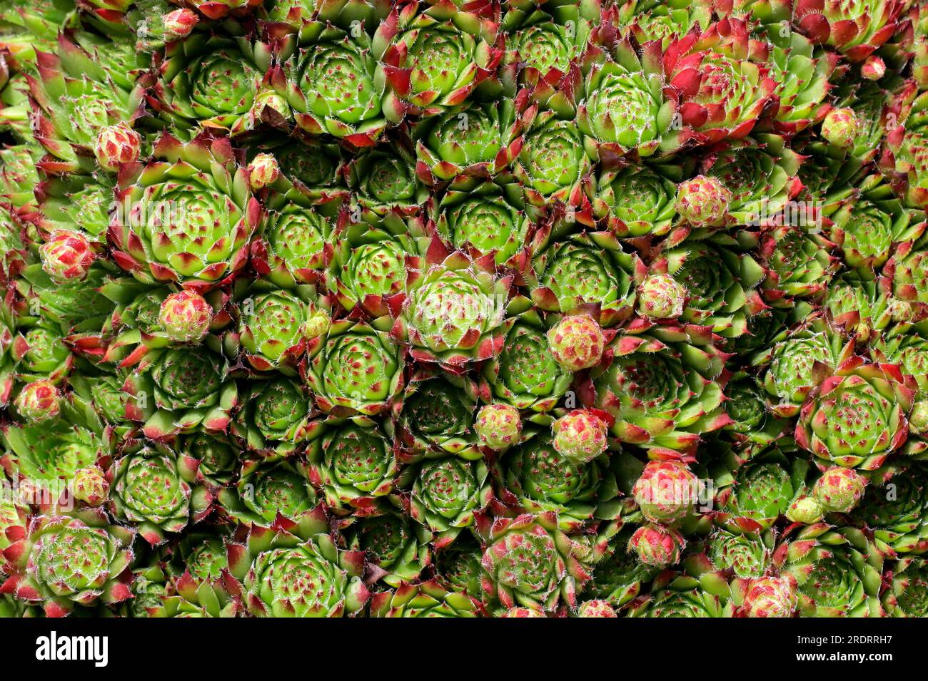 Common roofwort (Sempervivum tectorum) (Sedum tectorum Stock Photo - Alamy