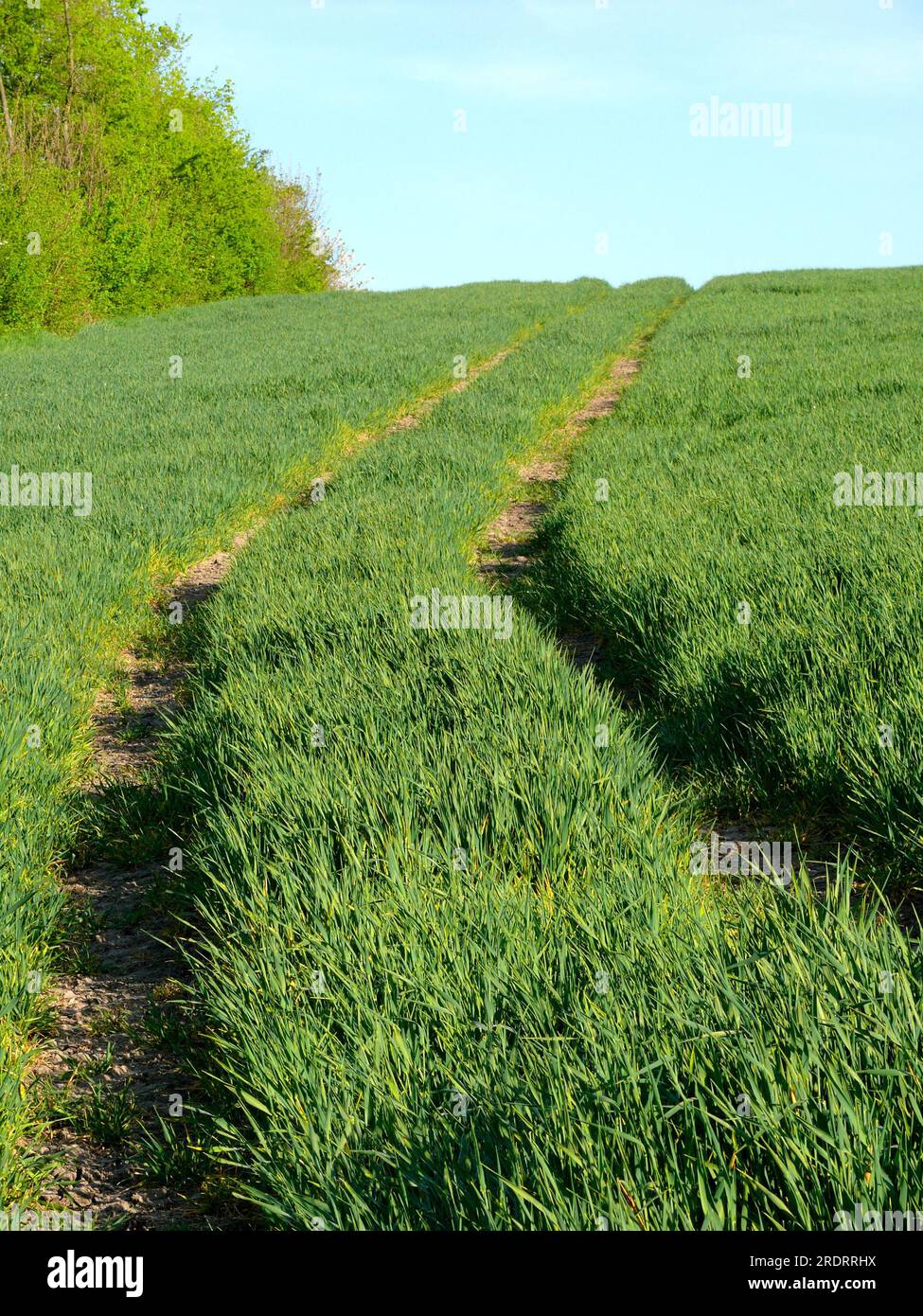 Field path, wagon tracks, tractor track Stock Photo - Alamy