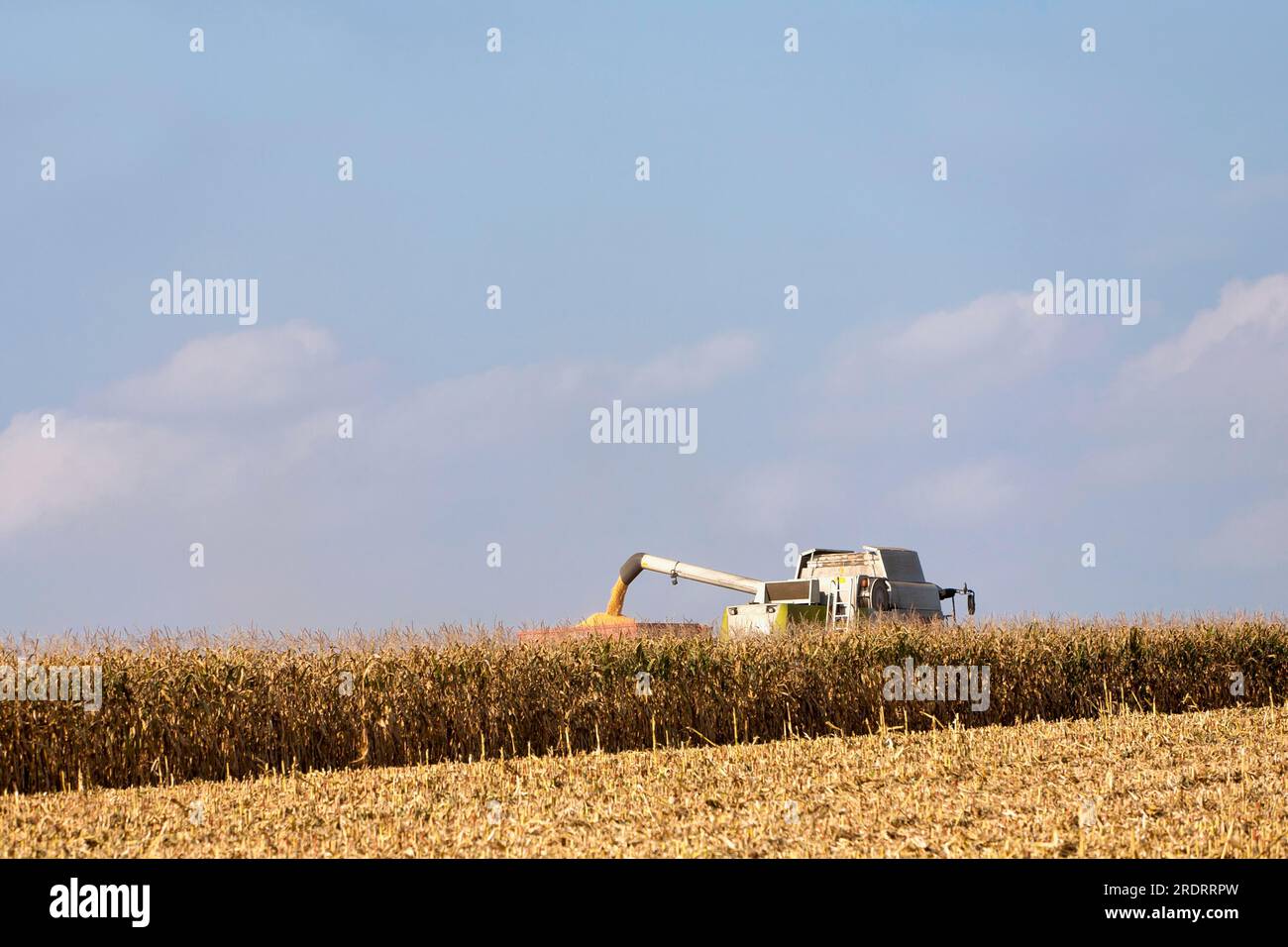 Chaff maize hi-res stock photography and images - Alamy